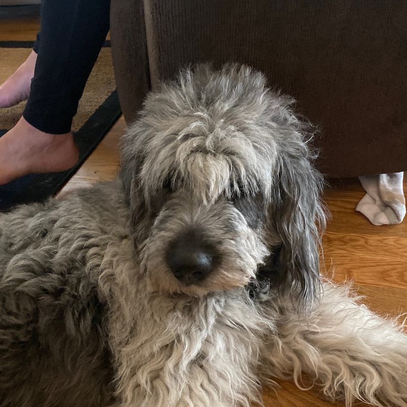 Karing Hearts Kennels Homepage - St. Berdoodles and St. Bernards